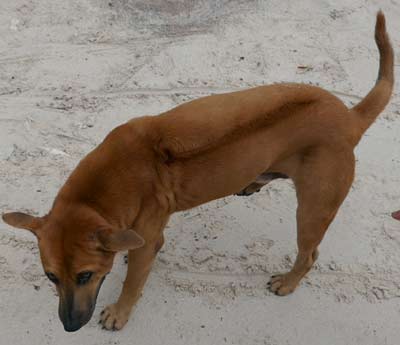 טיולים ונופש באי פוקוק Phu Quoc בדרום ויאטנאם